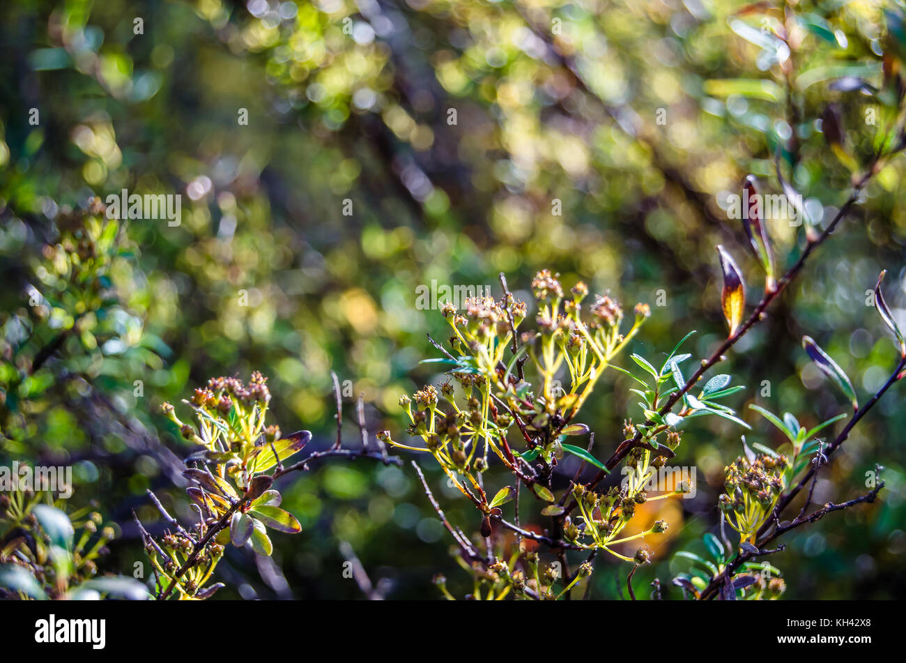 Autumn beautiful natural colors background Stock Photo - Alamy