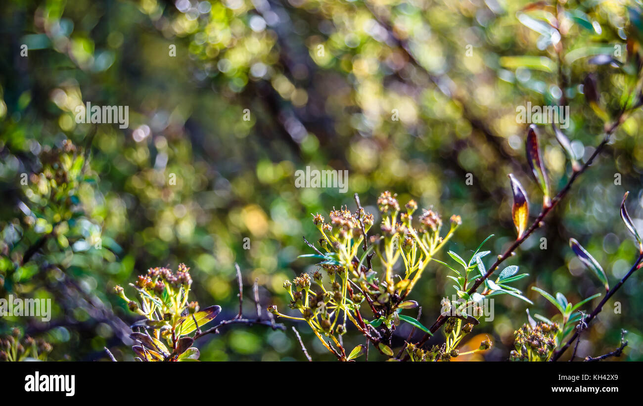 Autumn beautiful natural colors background Stock Photo - Alamy