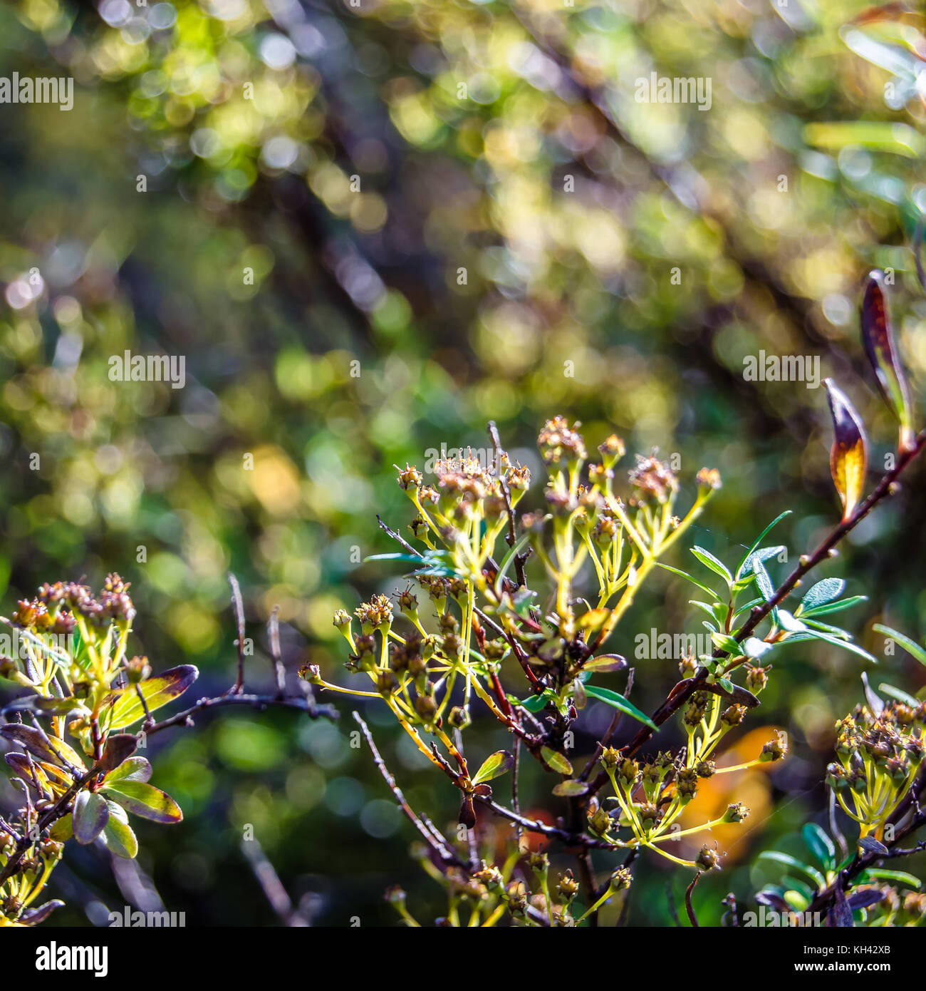 Autumn beautiful natural colors background Stock Photo - Alamy