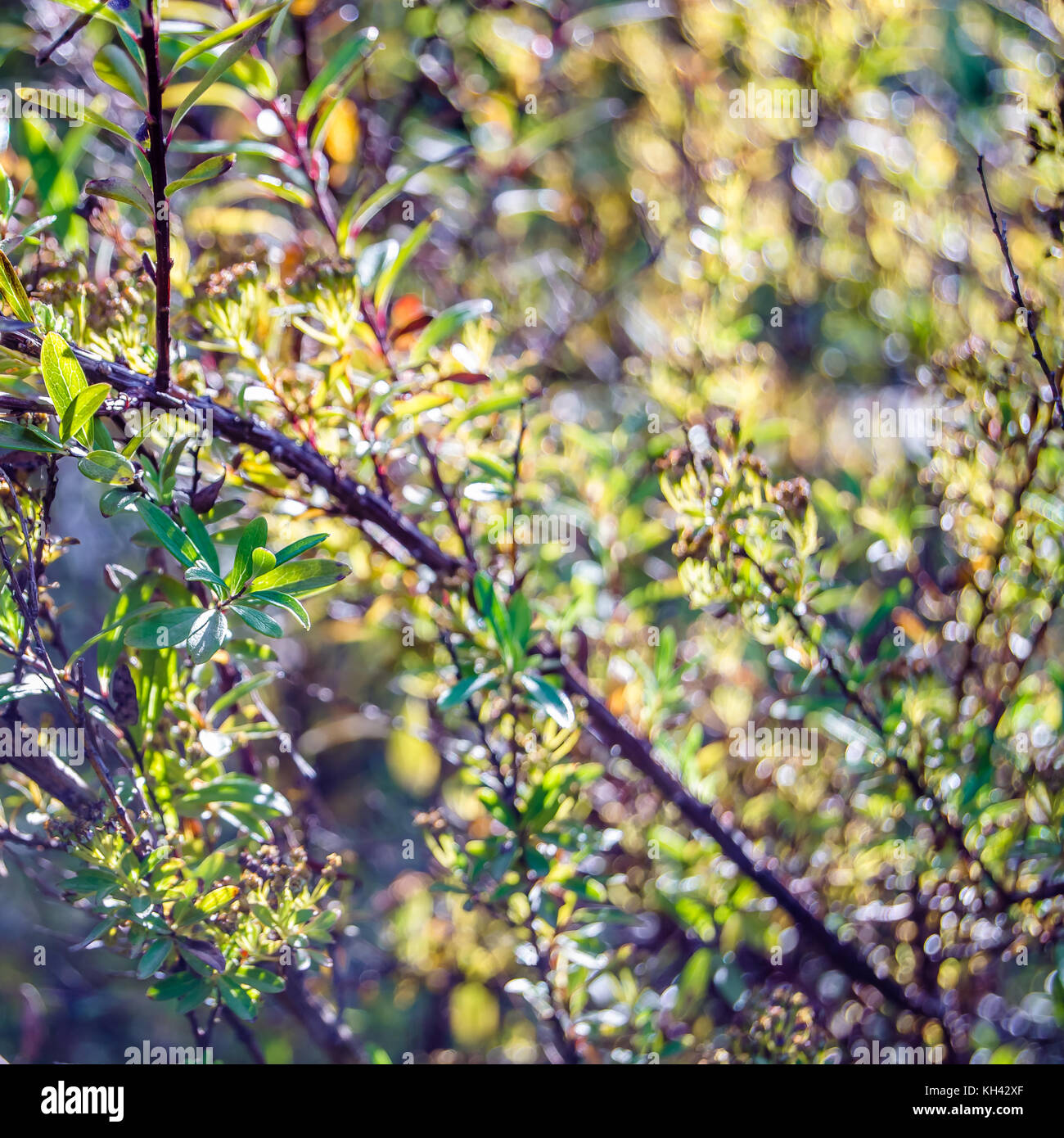 Autumn beautiful natural colors background Stock Photo - Alamy