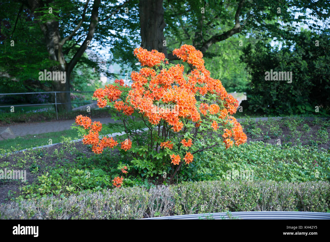 Orange Rhododendron Flower Plant Stock Photo - Alamy