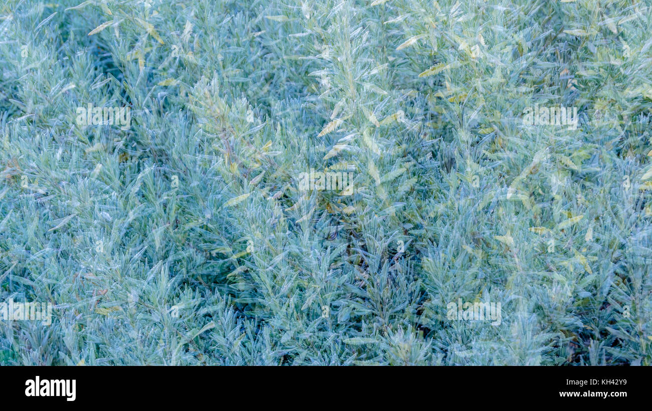 Autumn beautiful natural colors background Stock Photo - Alamy