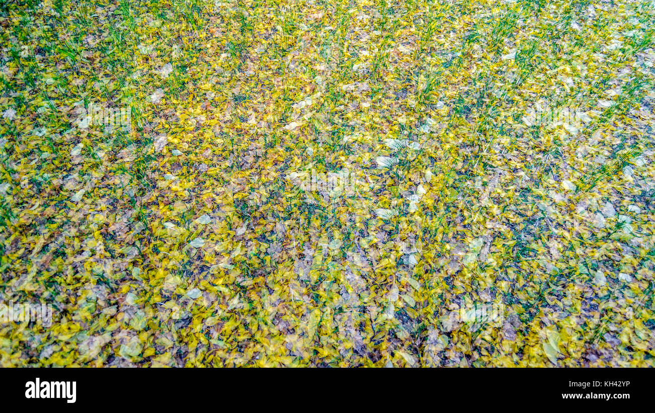 Autumn beautiful natural colors background Stock Photo - Alamy