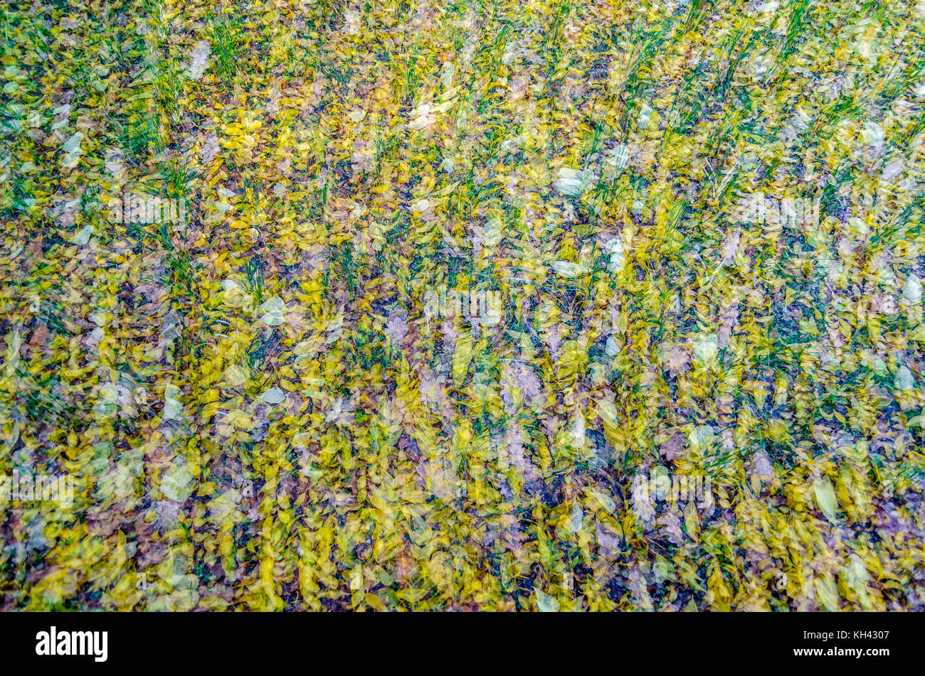 Autumn beautiful natural colors background Stock Photo - Alamy