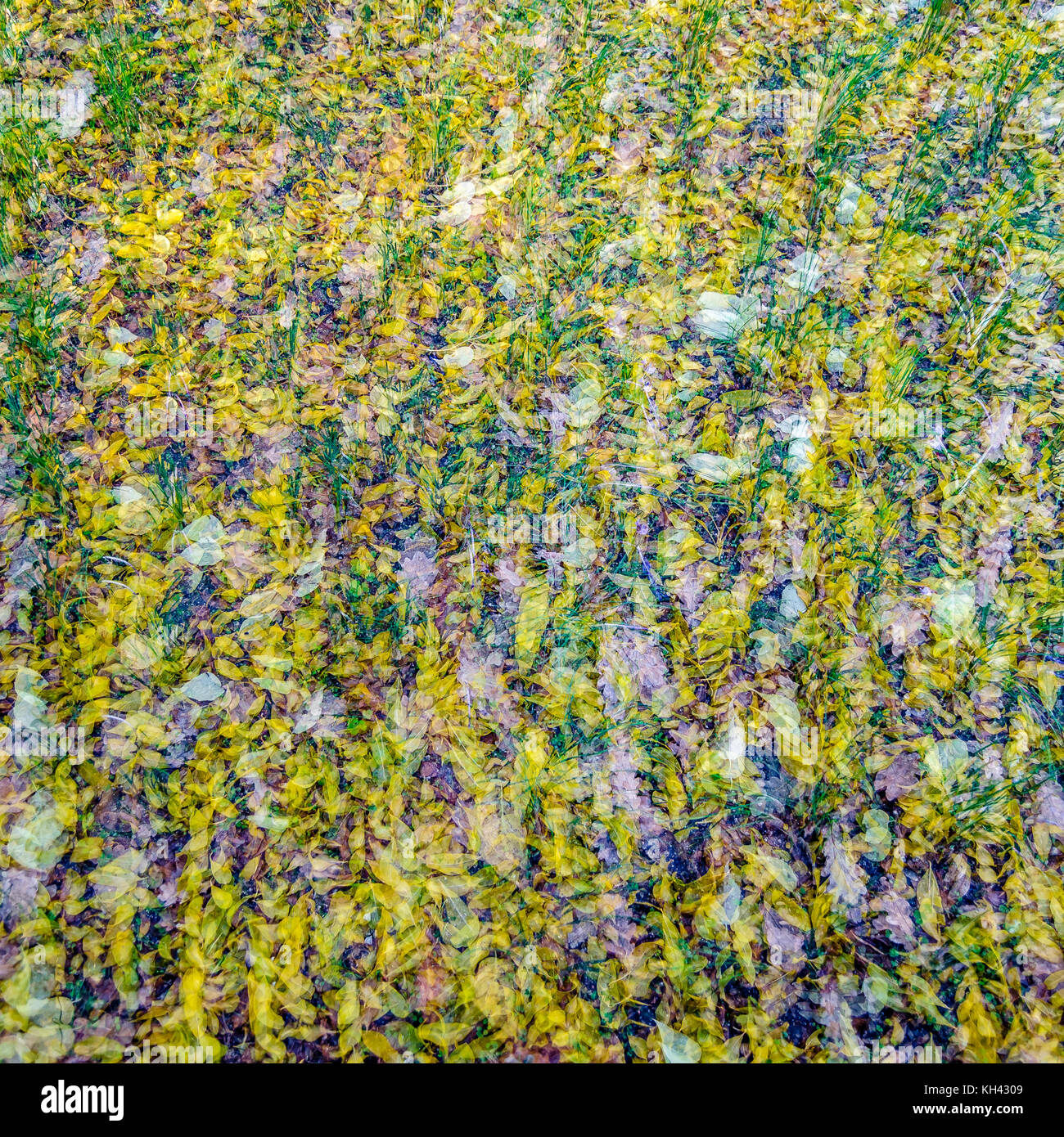 Autumn beautiful natural colors background Stock Photo - Alamy