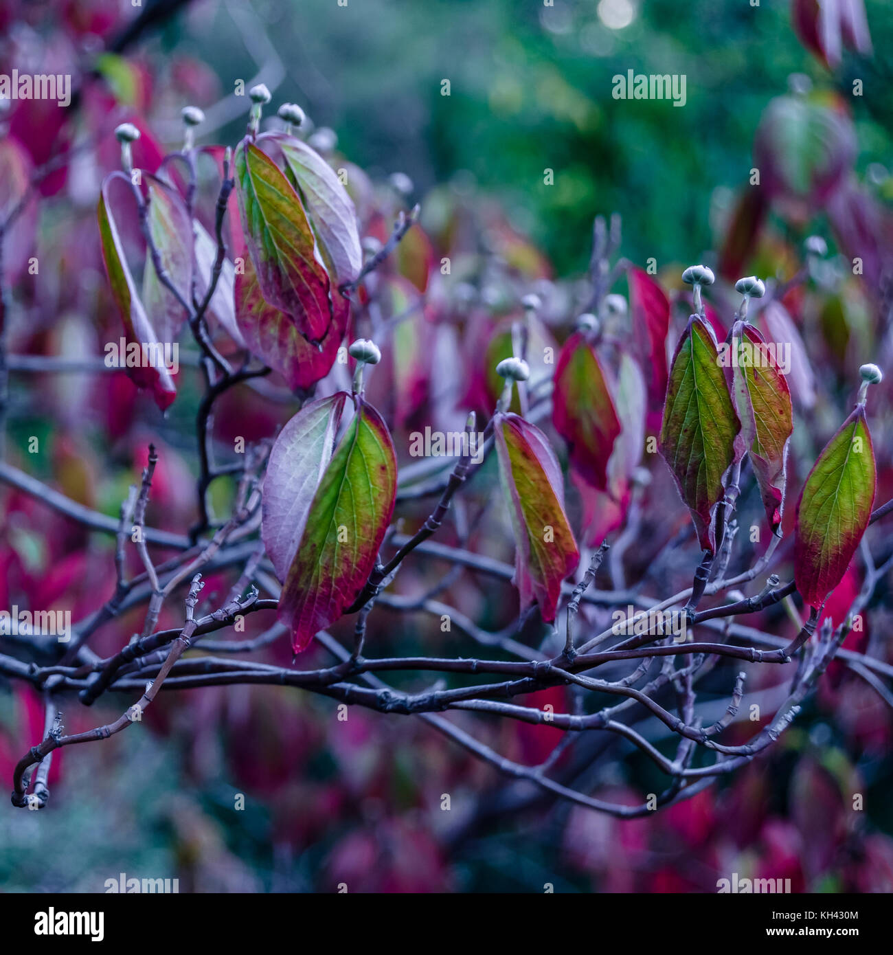 Autumn beautiful natural colors background Stock Photo - Alamy
