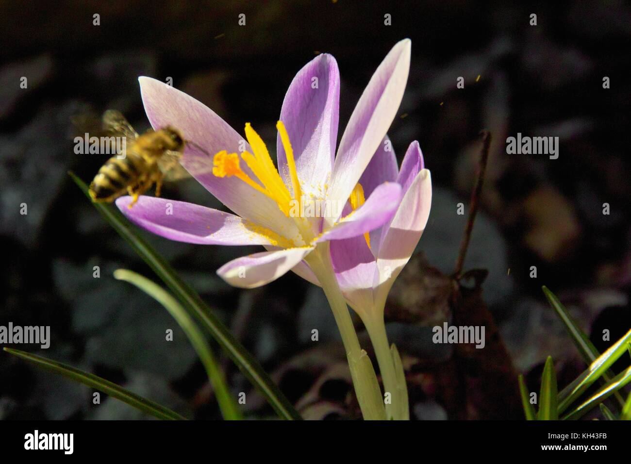 Early crocus bee hi-res stock photography and images - Alamy