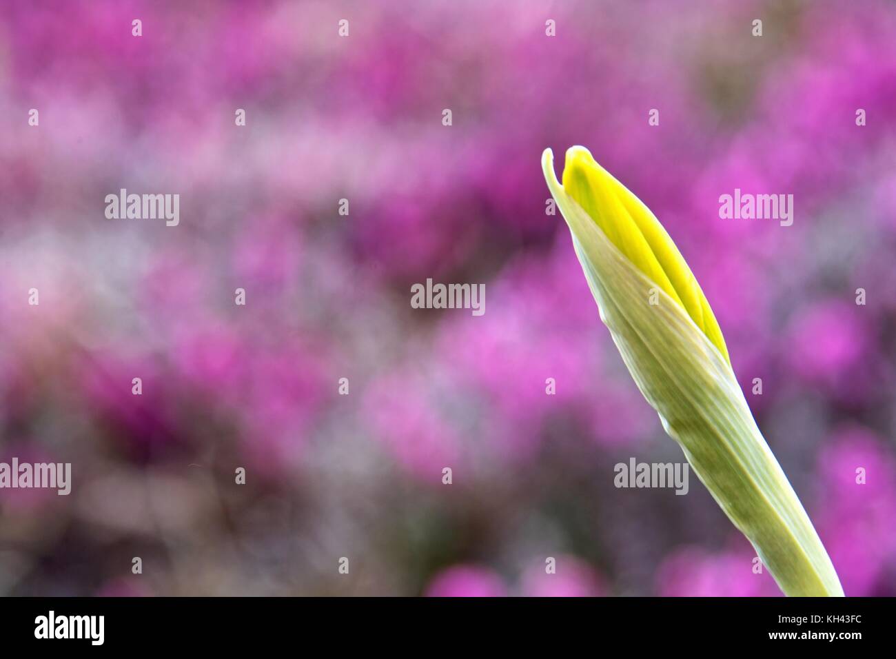 Single Bud Of A Narcissus Flower Stock Photo - Alamy