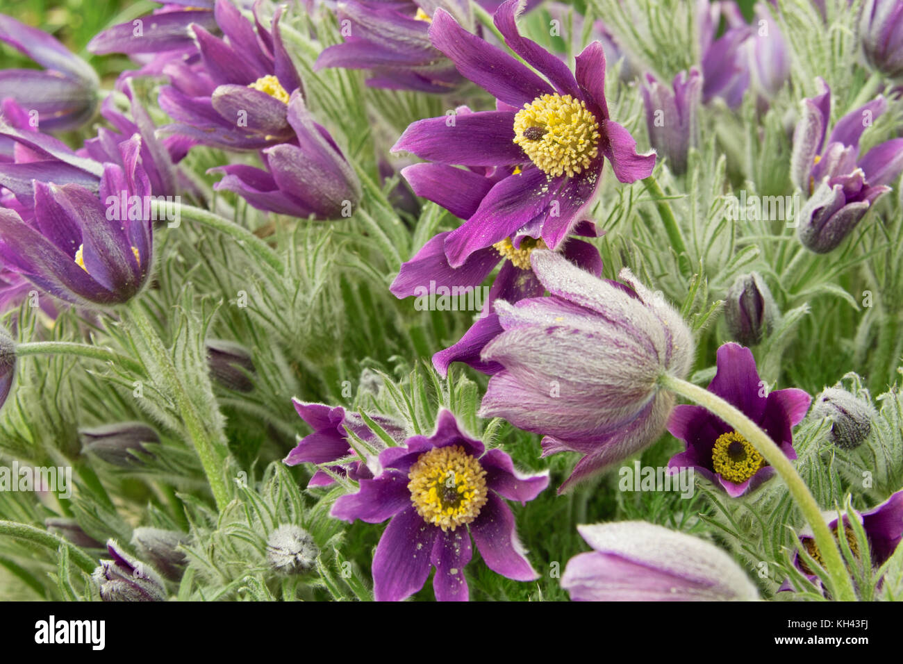 Violet Blossoms Flowers Stock Photo - Alamy