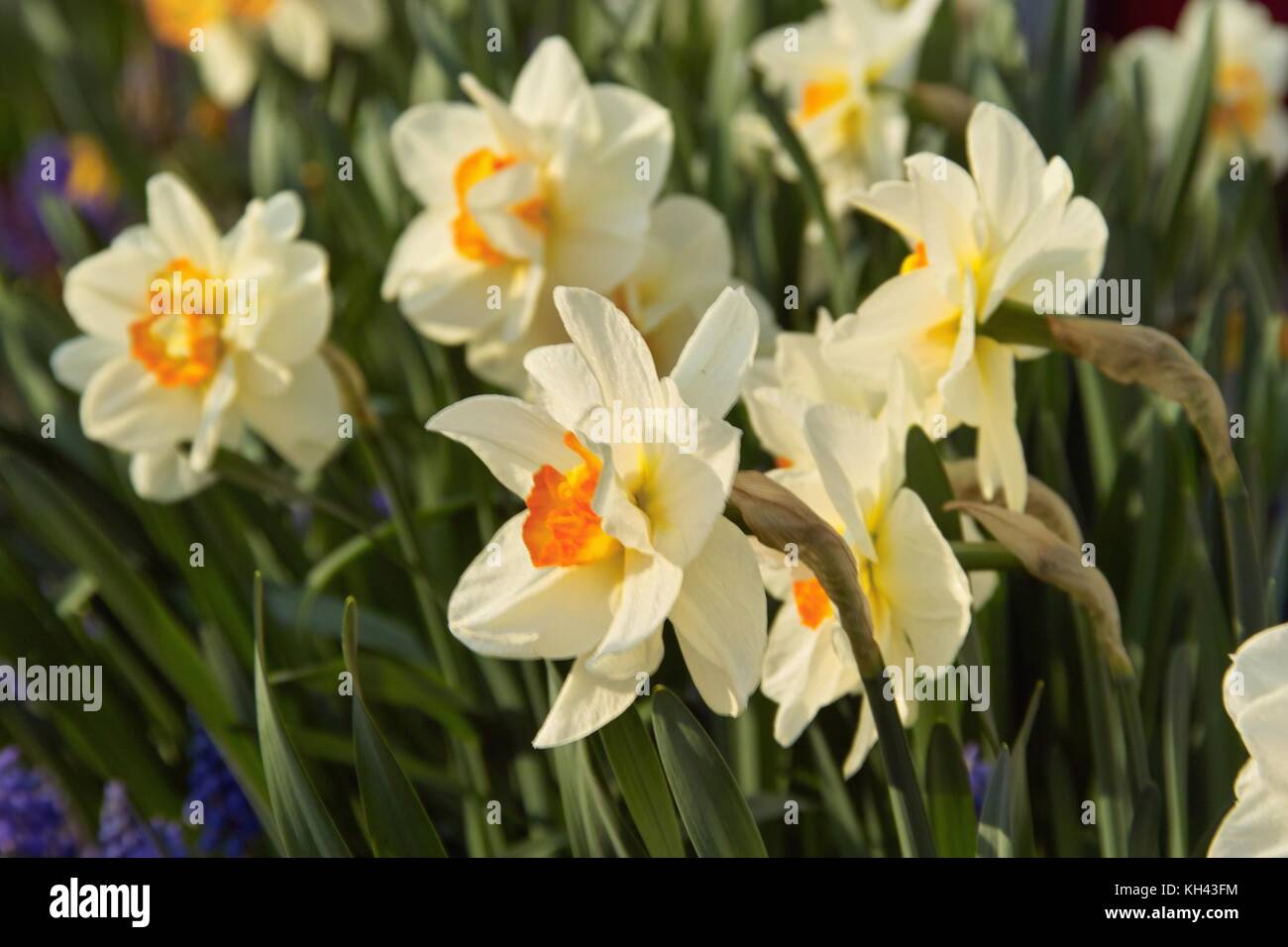 Easter Flowers Daffodils Stock Photo - Alamy