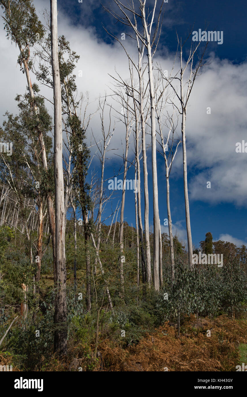 Alpine ash forest, Victoria Stock Photo - Alamy