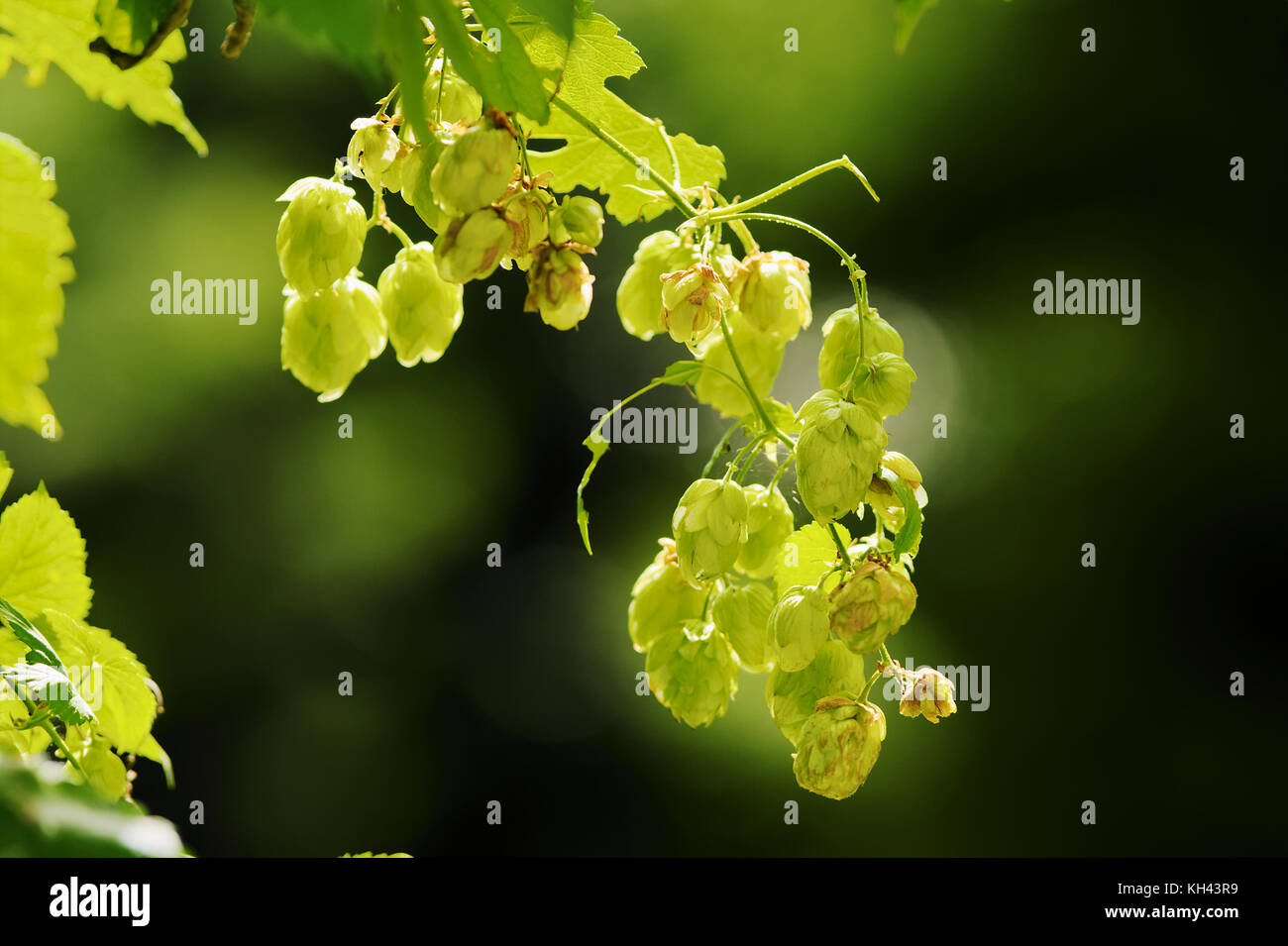 Hops growing on Humulus lupulus plant. Common hop flowers or seed cones ...
