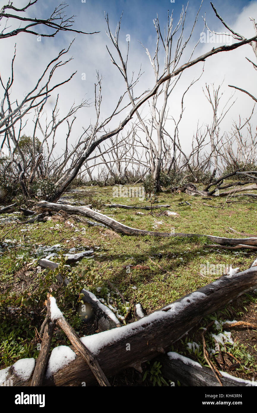 Snow on Mount Hotham in late spring. Late snow flurries speckle the ...