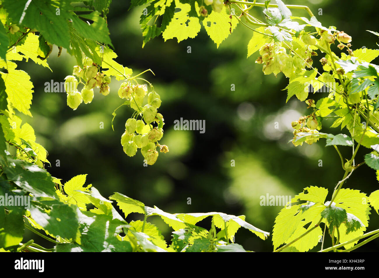Female hop flowers humulus lupulus hi-res stock photography and images ...