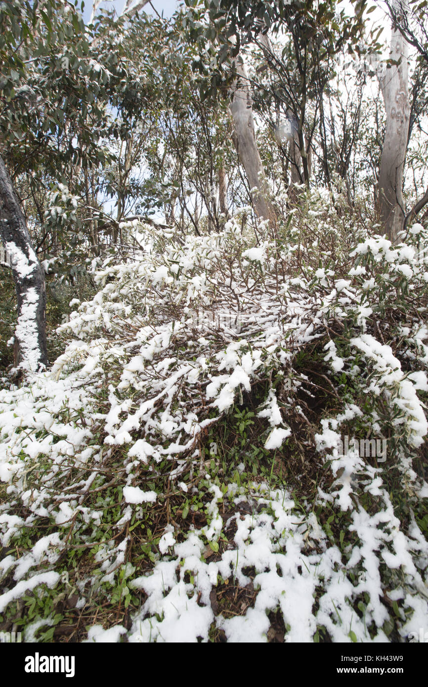Australian alps snow hi-res stock photography and images - Alamy