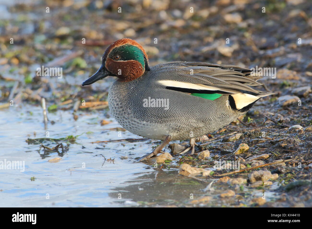 Drake Common Teal Stock Photo - Alamy