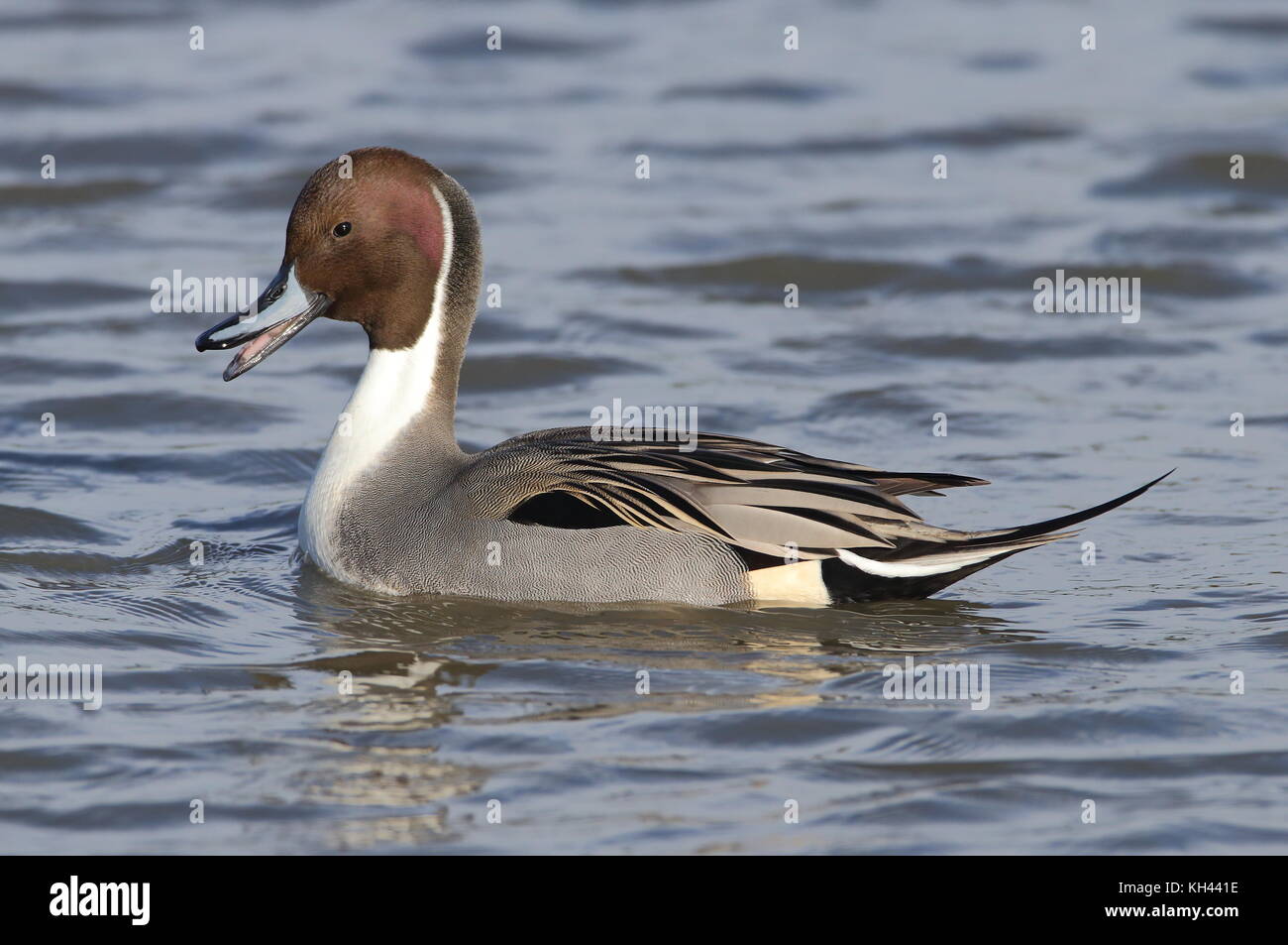 Drake Northern Pintail Stock Photo - Alamy
