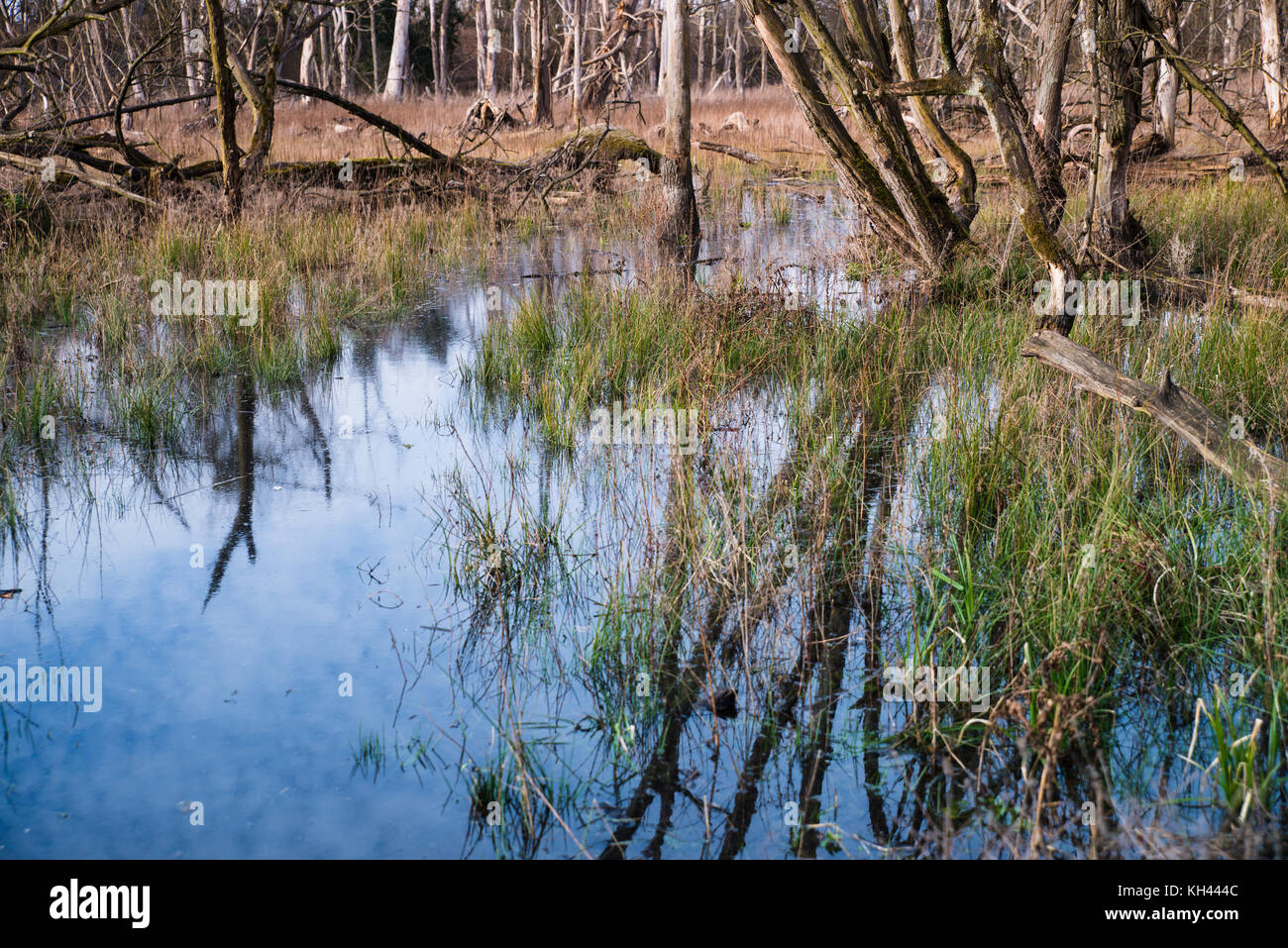 Swamp Area With Trees And Water Stock Photo - Alamy