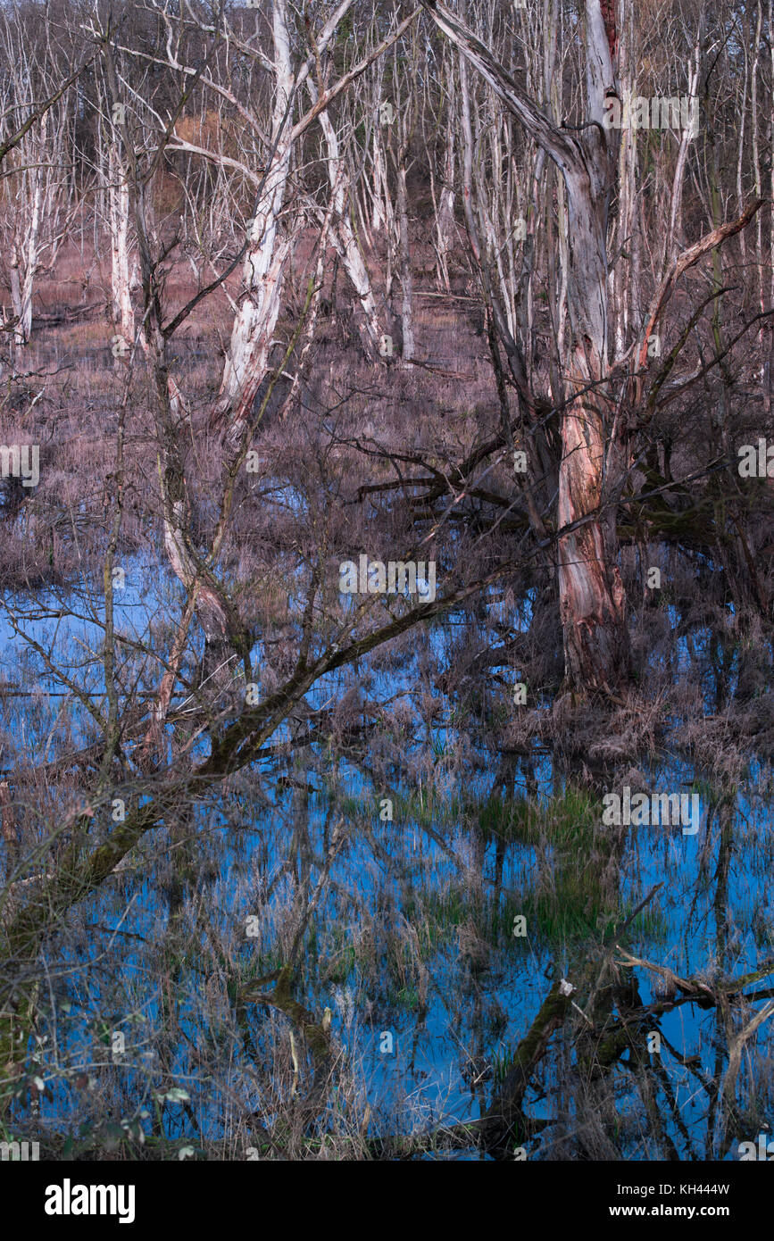 Swamp Area With Trees And Water Stock Photo - Alamy