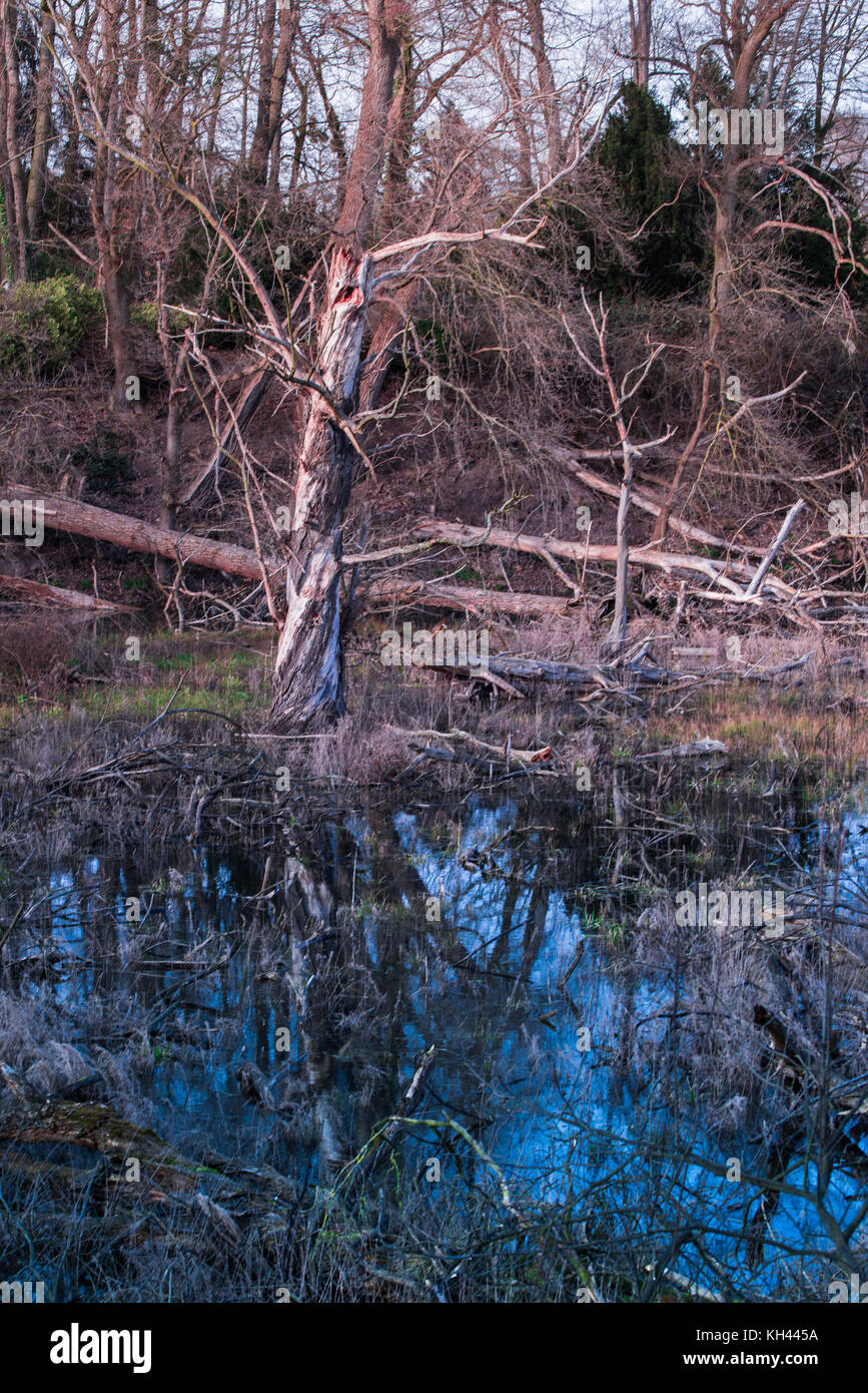 Swamp Area With Trees And Water Stock Photo - Alamy