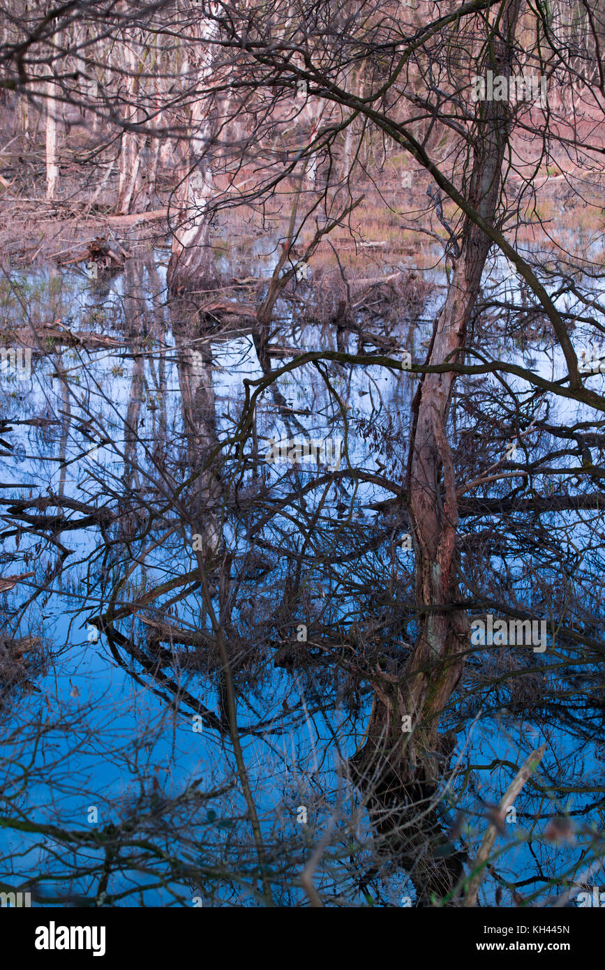 Swamp Area With Trees And Water Stock Photo - Alamy
