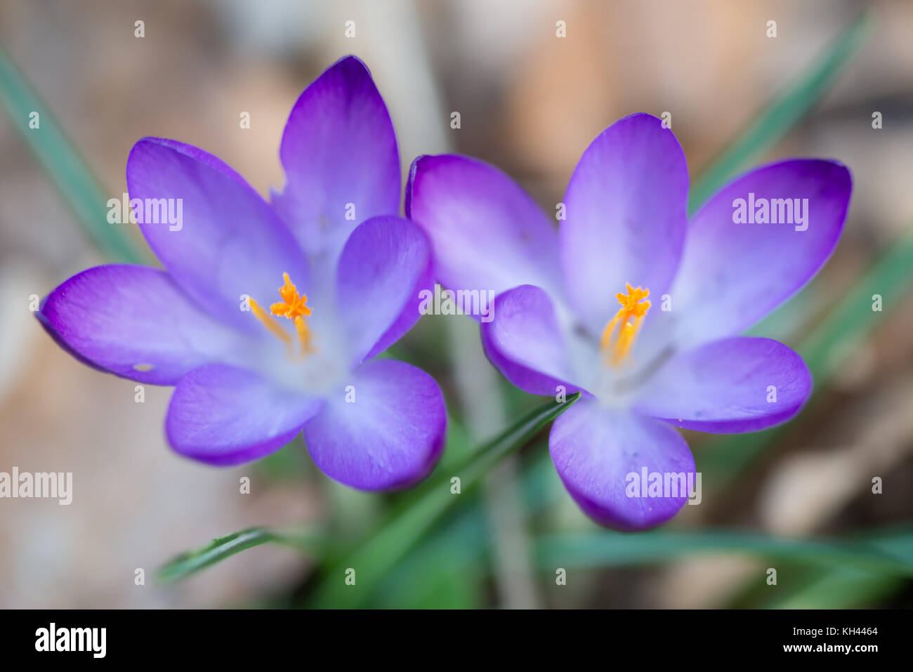 Two Crocus Flowers Stock Photo - Alamy
