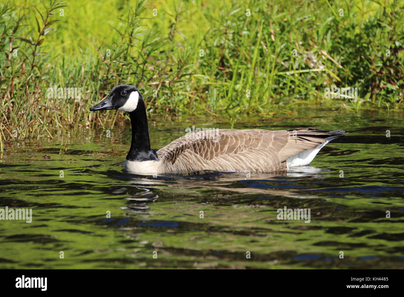 Waterfowl paradise hi-res stock photography and images - Alamy