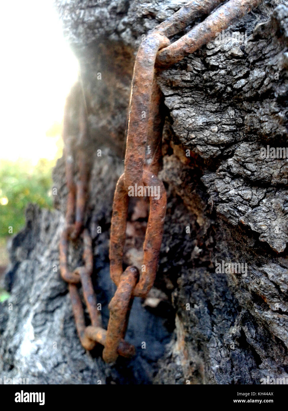 An old chain on a tree Stock Photo - Alamy