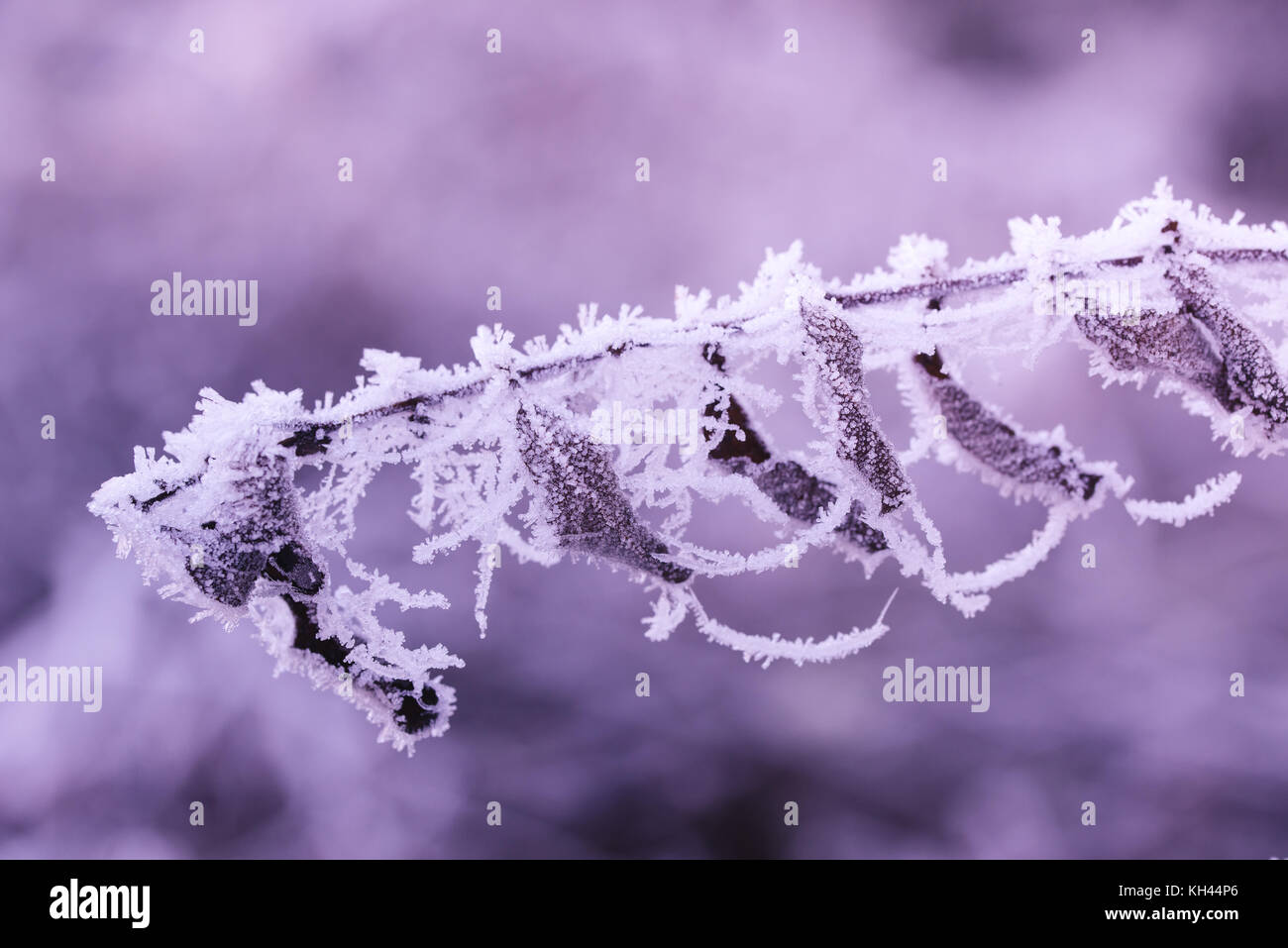 Detail of frozen Nature Stock Photo - Alamy