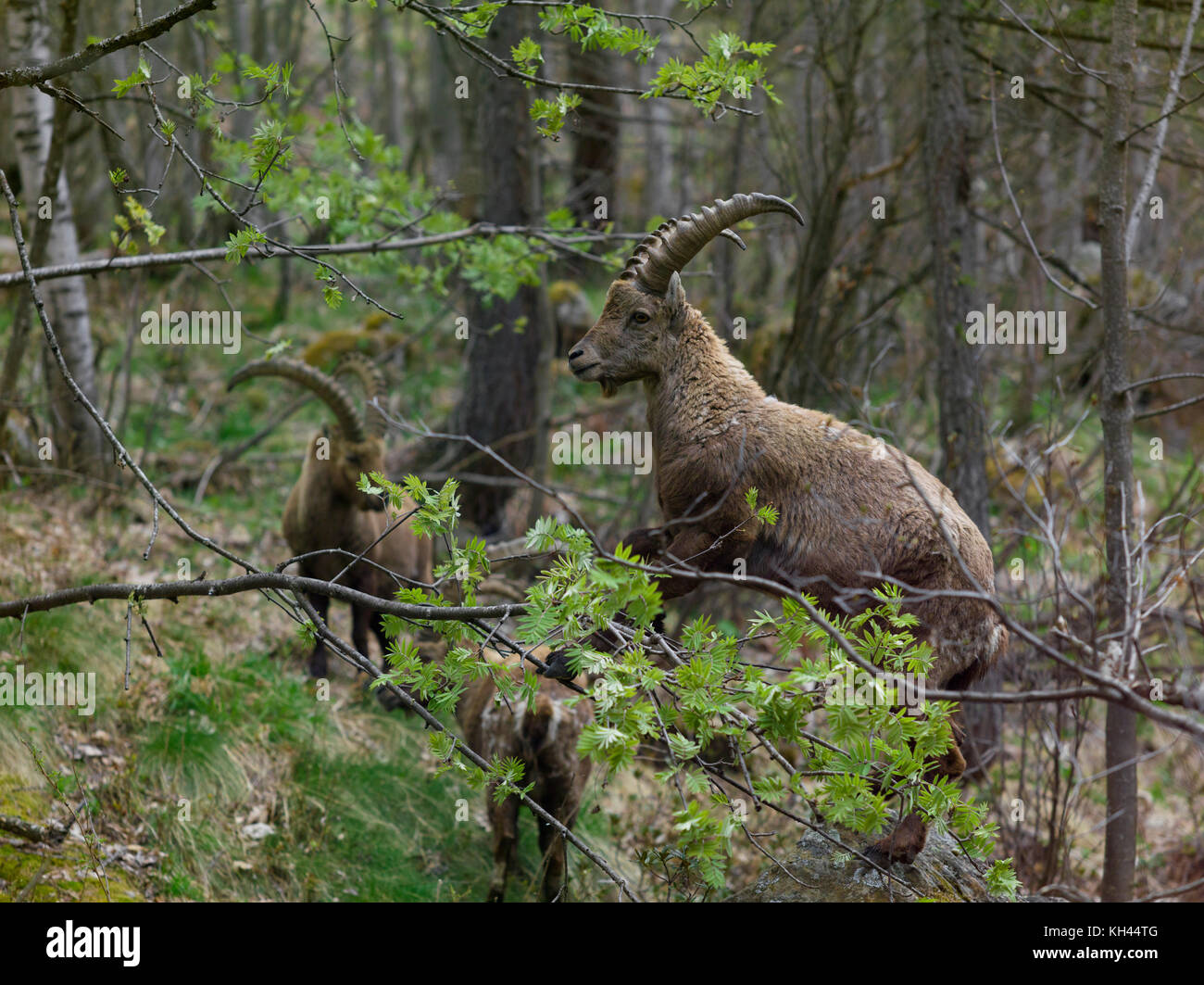 Wildlife, mountain goat, spring, mating season, forest, hawaii forest ...