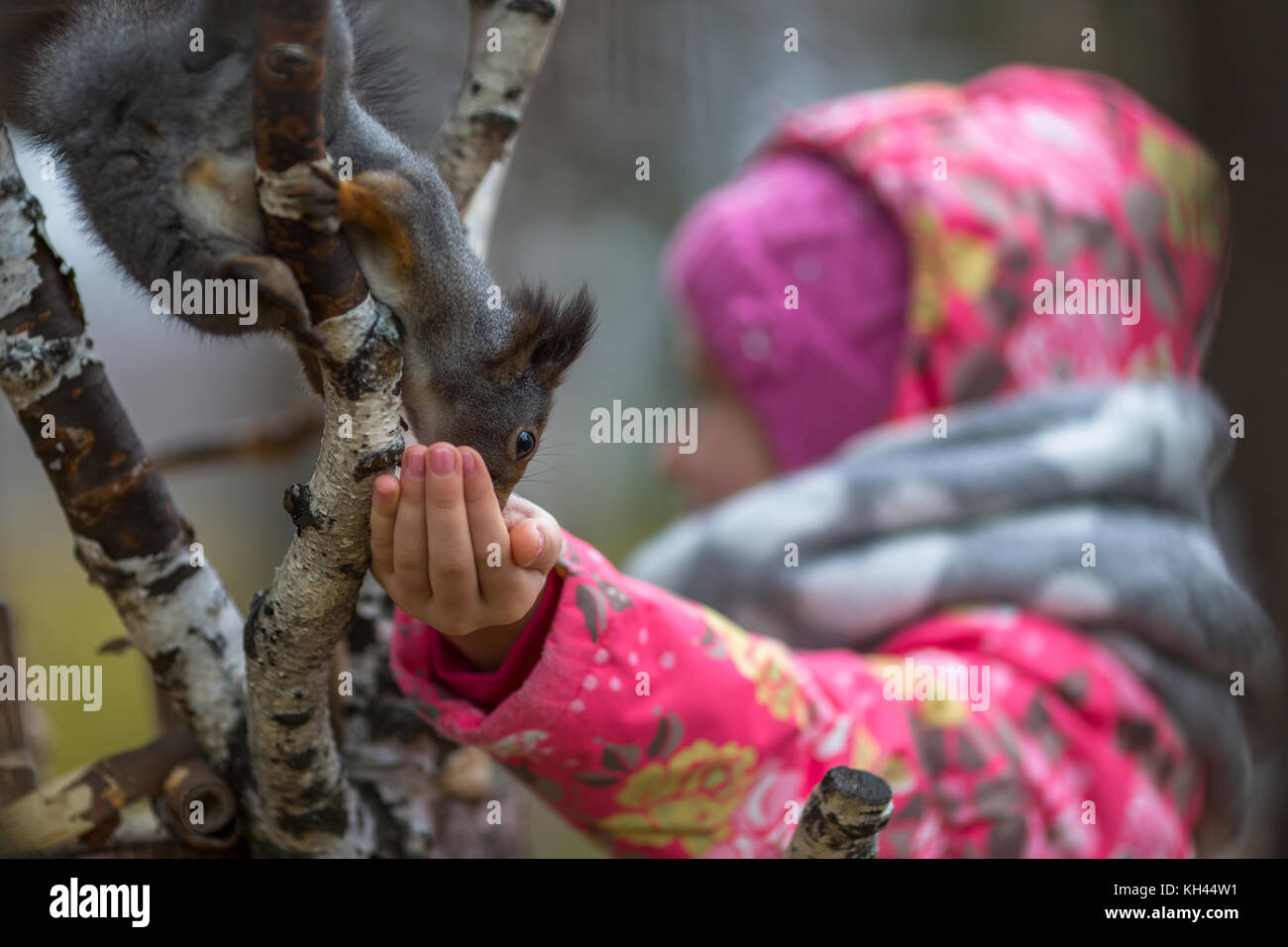 Little girl with hand feeding a squirrel in the Park Stock Photo - Alamy