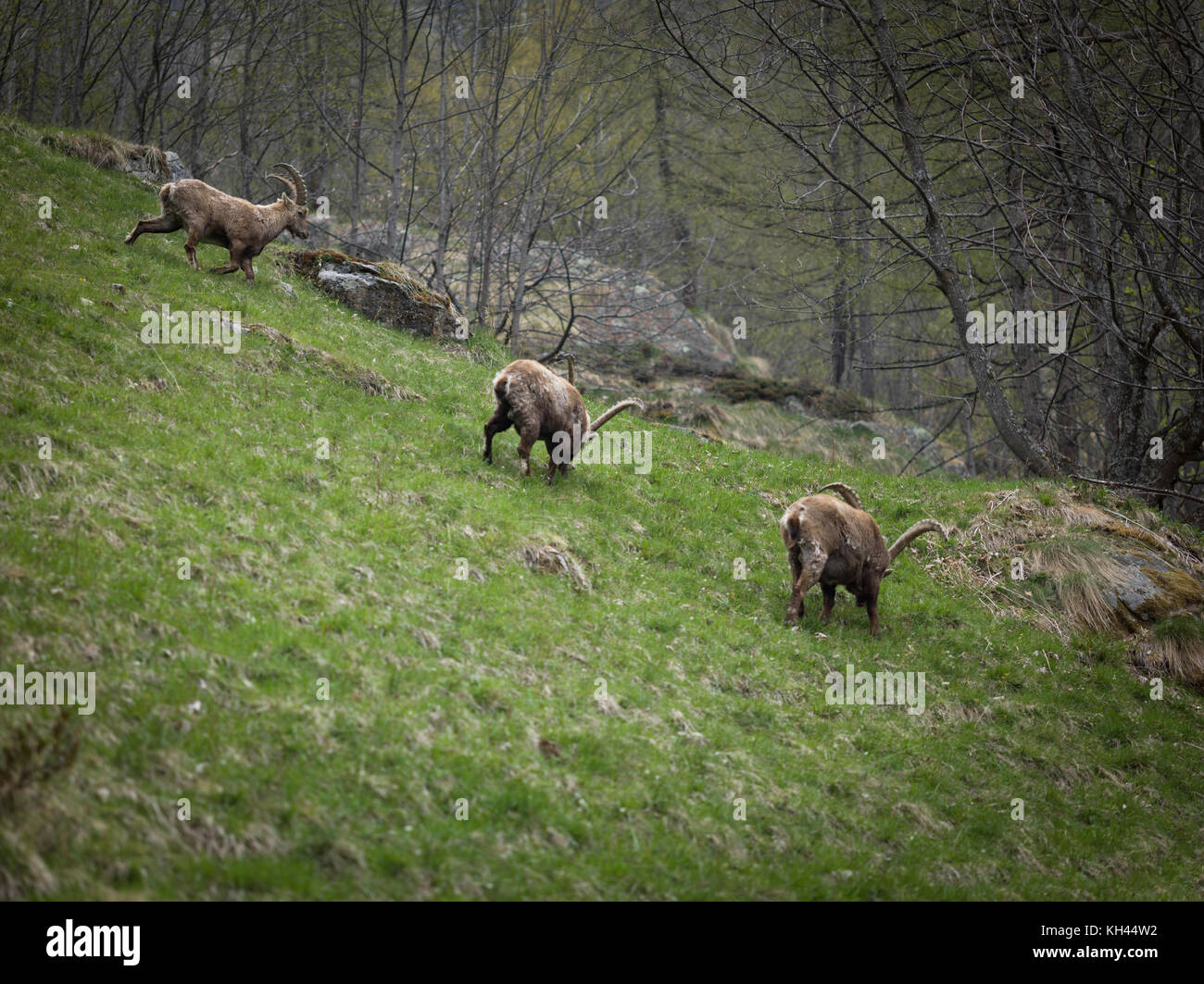 Wildlife, mountain goat, spring, mating season, forest, hawaii forest ...