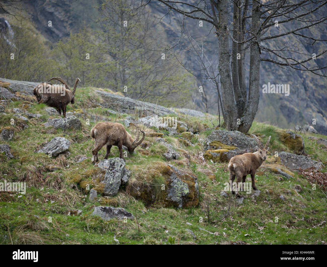 Wildlife, mountain goat, spring, mating season, forest, hawaii forest ...