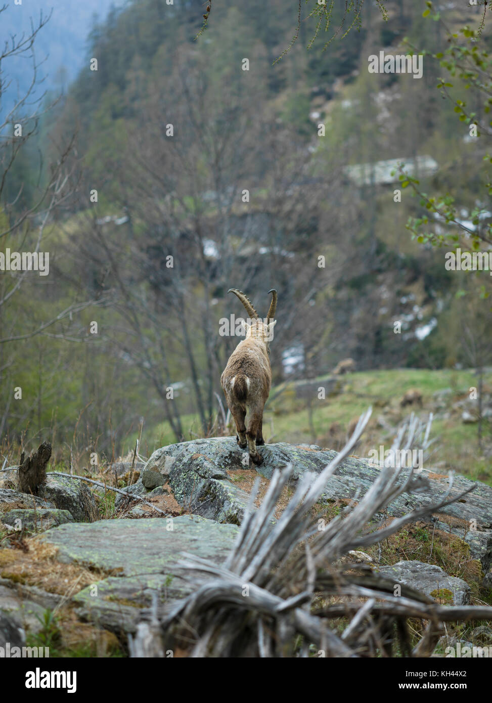 Wildlife, mountain goat, spring, mating season, forest, hawaii forest ...
