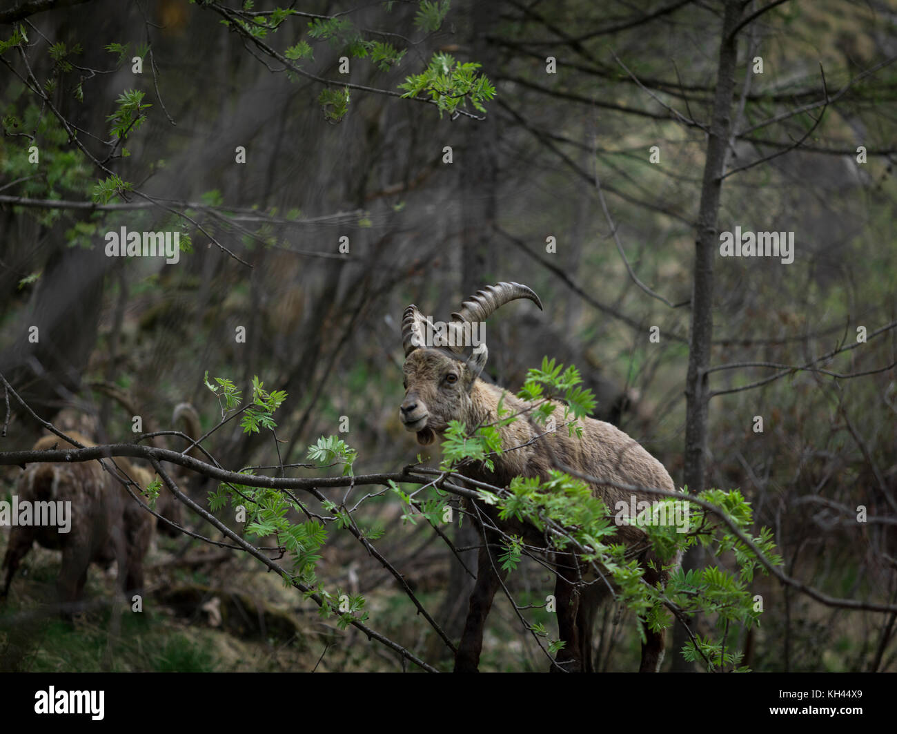Wildlife, mountain goat, spring, mating season, forest, hawaii forest ...