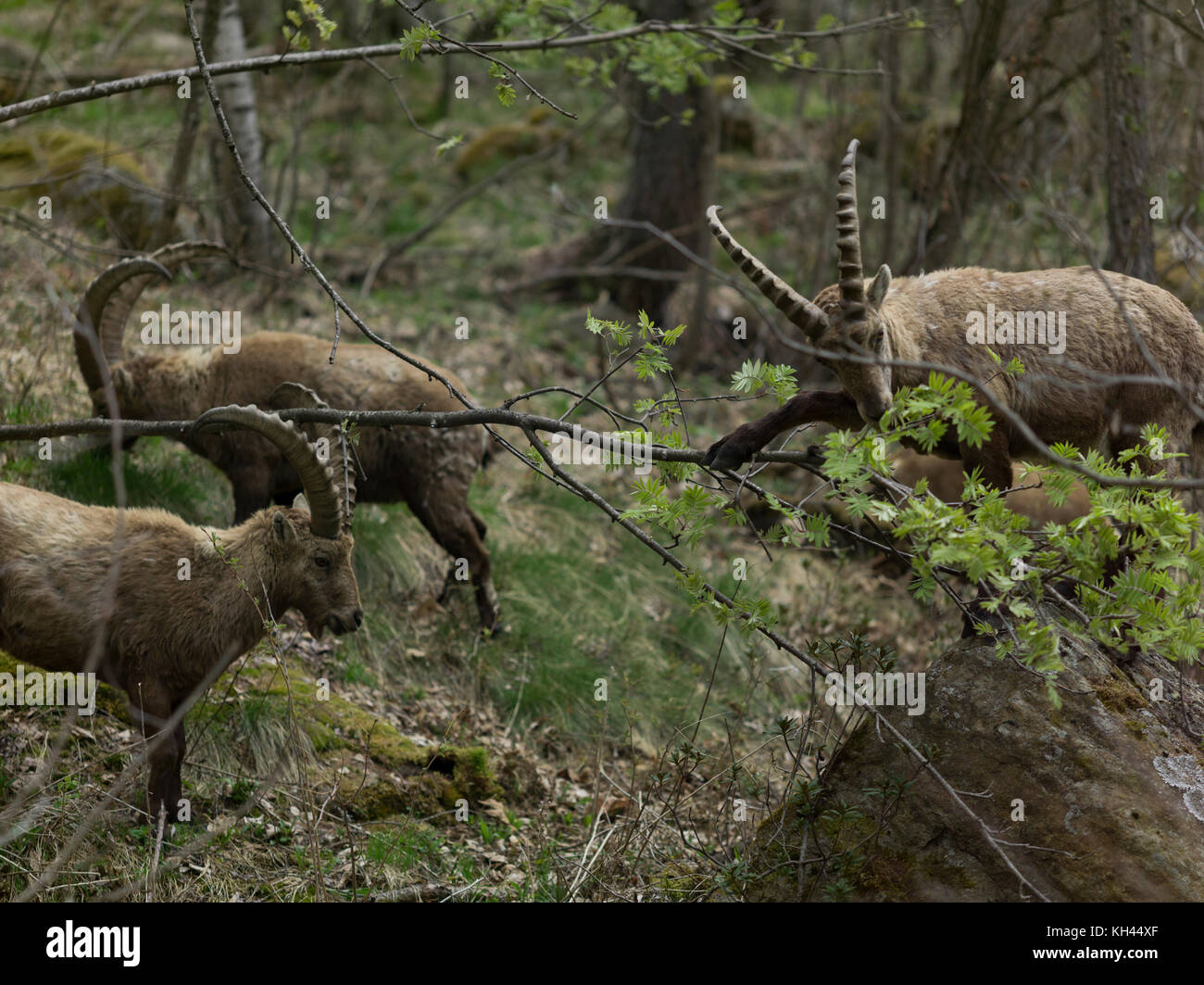 Mating goats hi-res stock photography and images - Alamy
