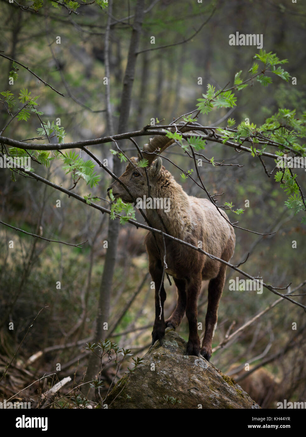 Wildlife, mountain goat, spring, mating season, forest, hawaii forest ...