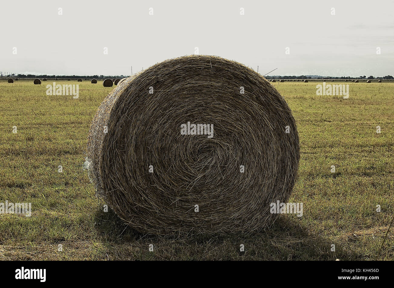 Round hay bail in a hail field with afternoon sun Stock Photo - Alamy