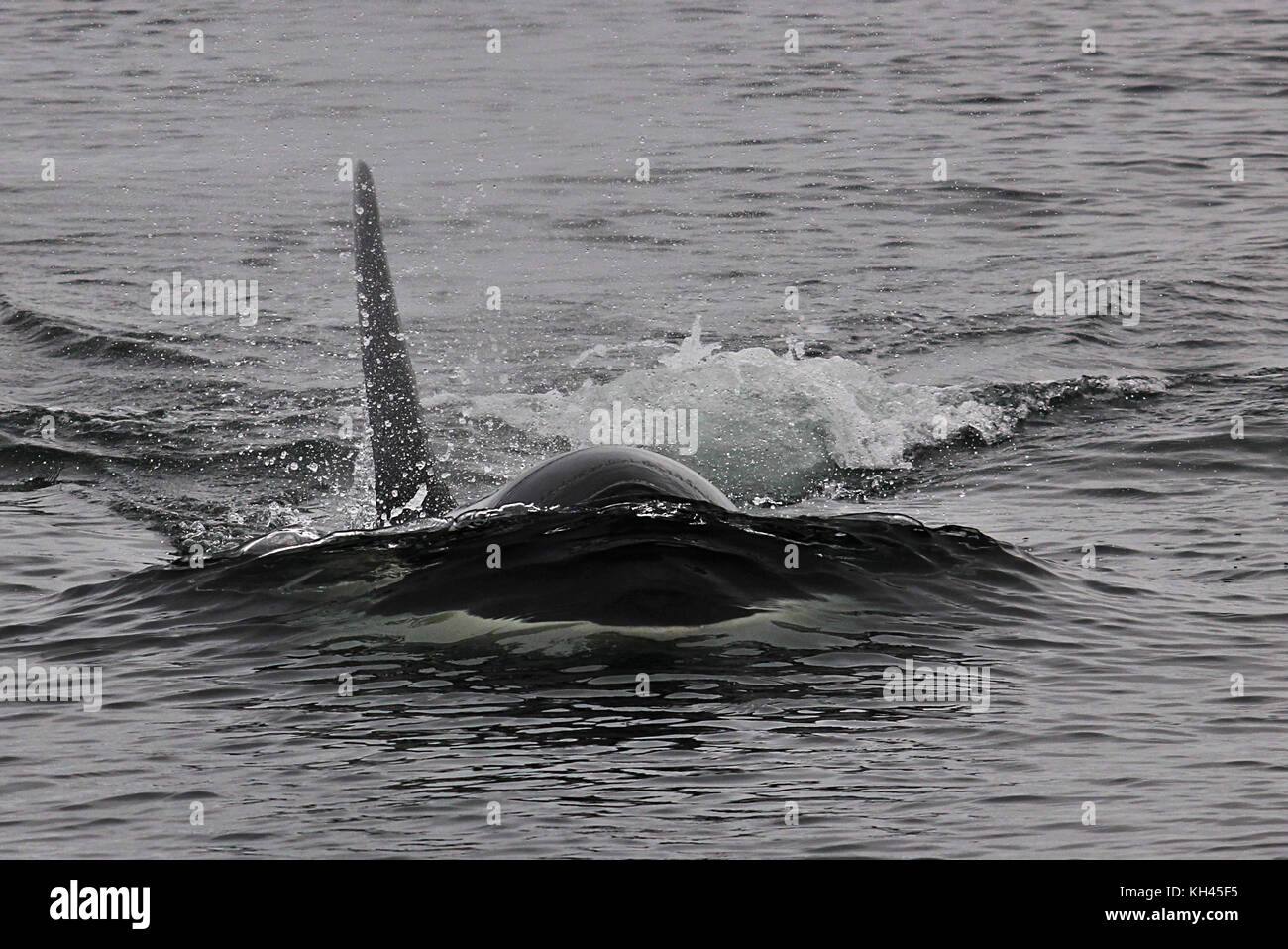 Orca underwater hi-res stock photography and images - Alamy