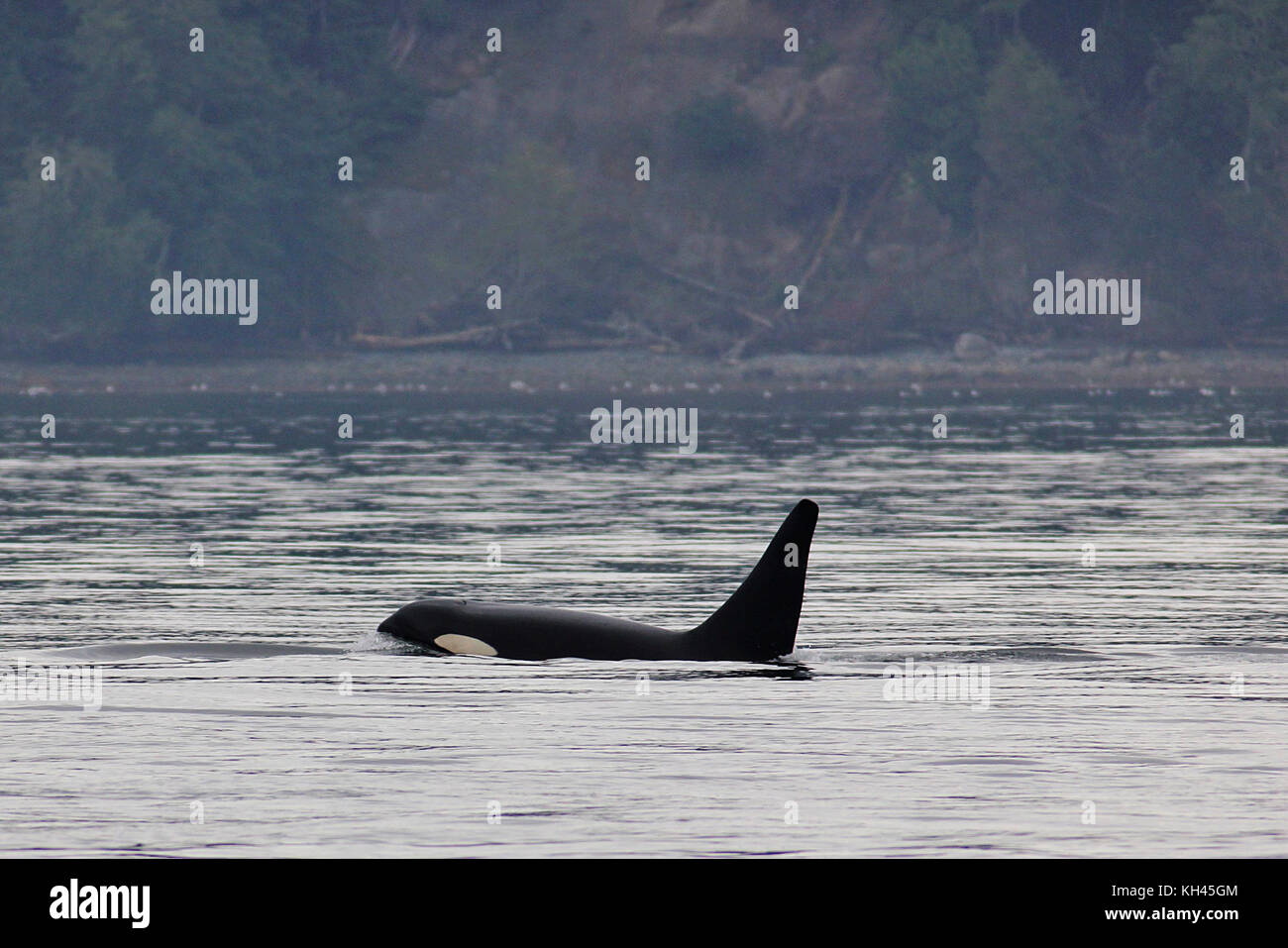 Northern Resident Killer Whale (Orcinus orca) surfacing near a beach on ...