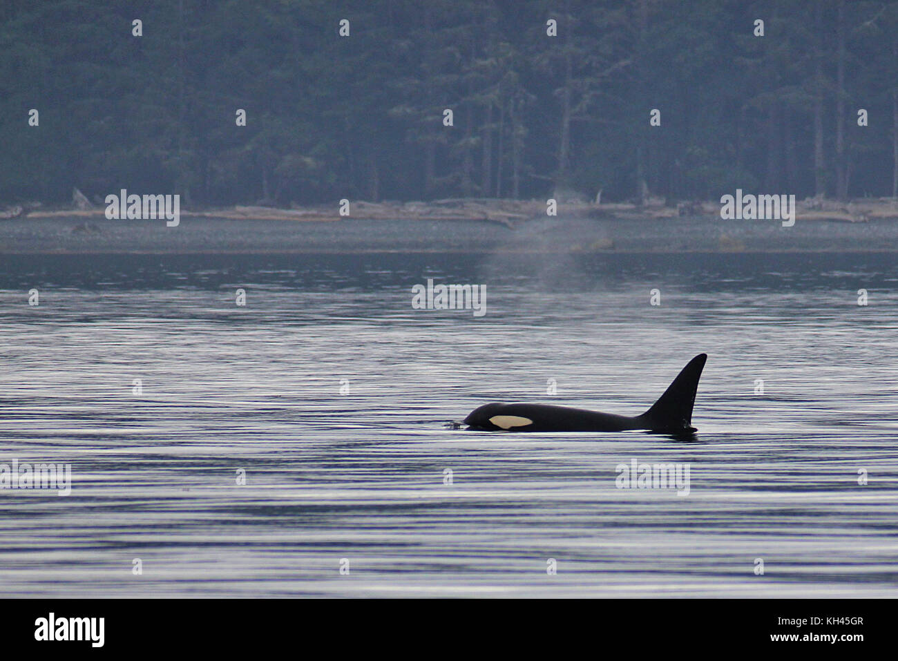 Northern Resident Killer Whale (Orcinus orca) surfacing near a beach on ...