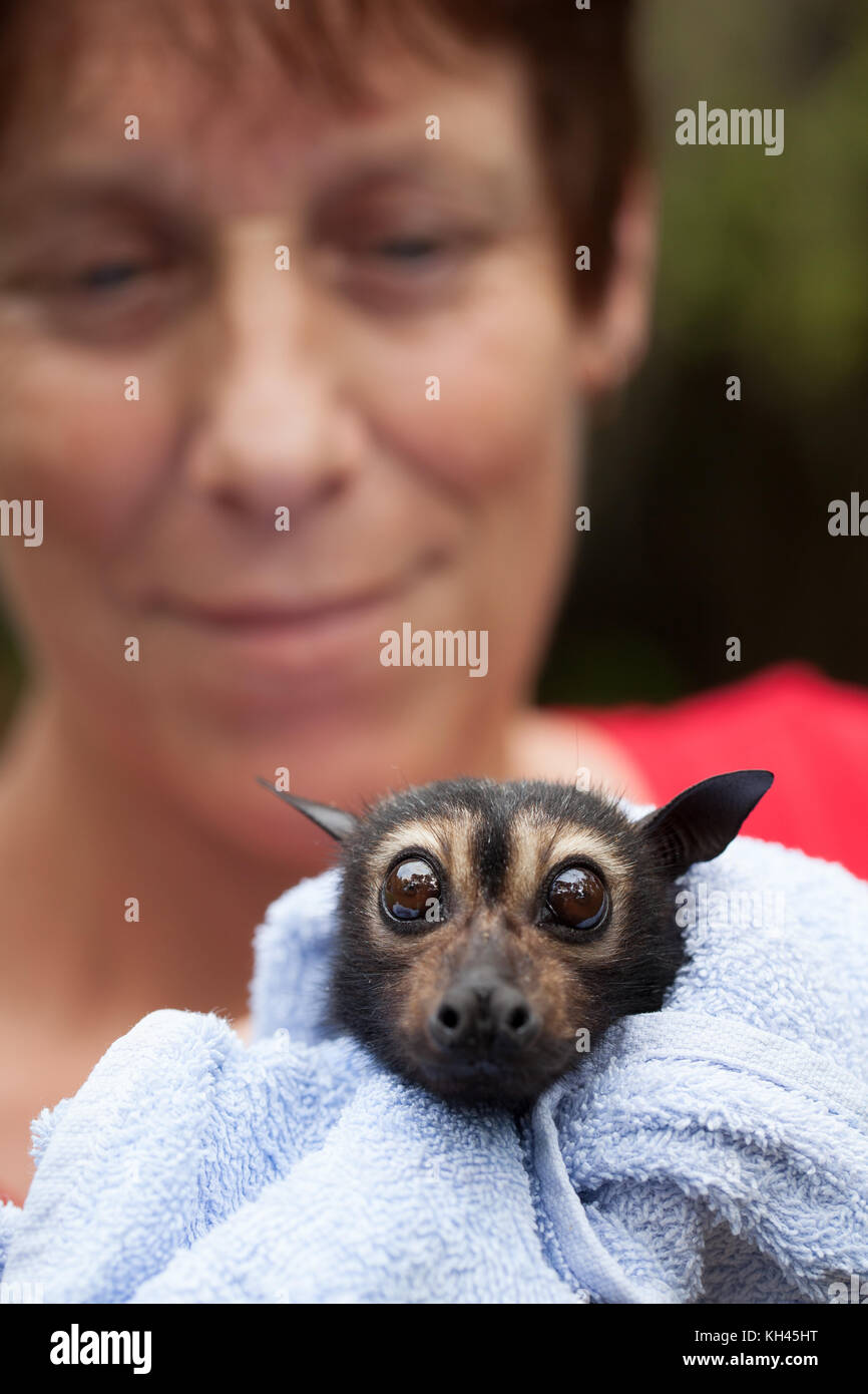 Flying fox bat nursing hi-res stock photography and images - Alamy
