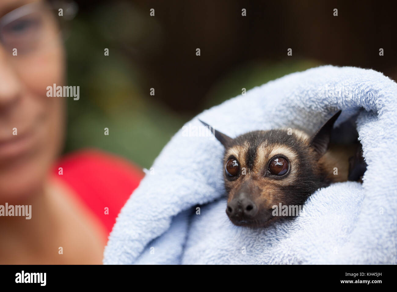 Spectacled Flying-fox (Pteropus conspicillatus). Adult female in care ...