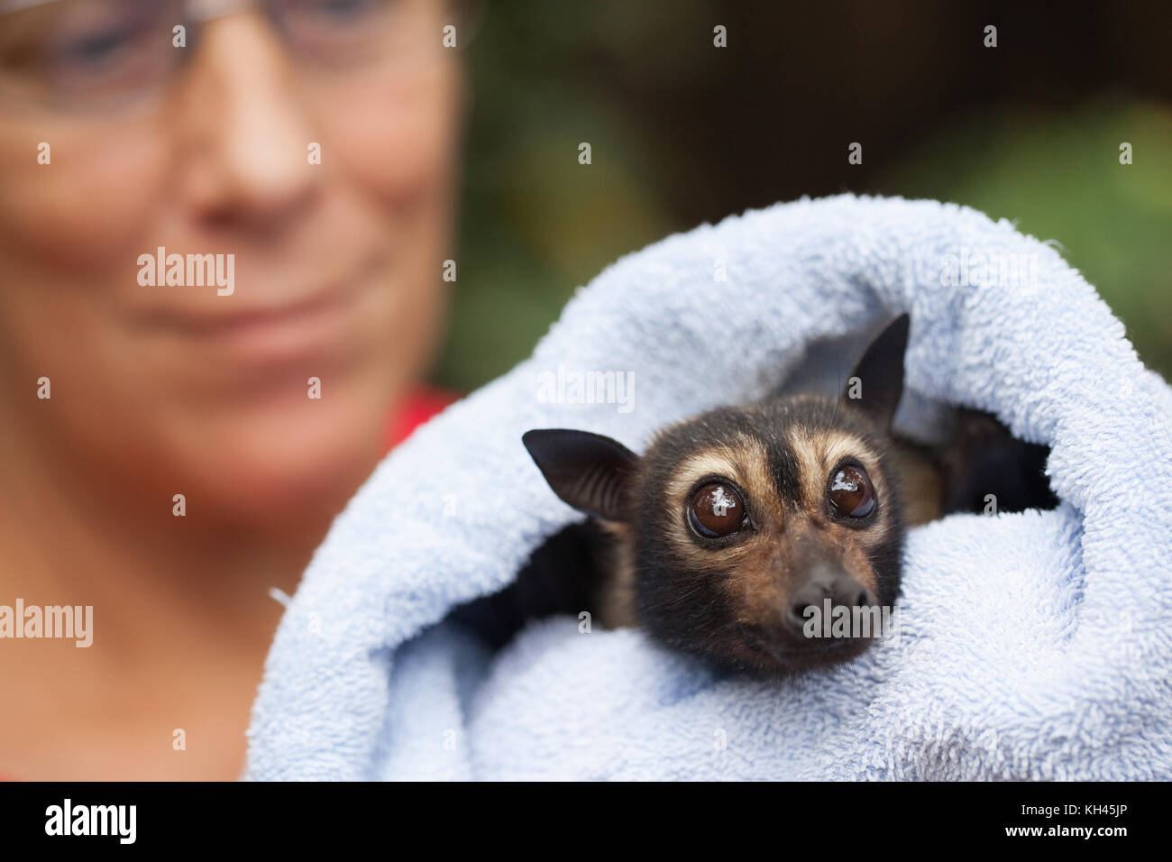 Australian native flying fox hi-res stock photography and images - Alamy