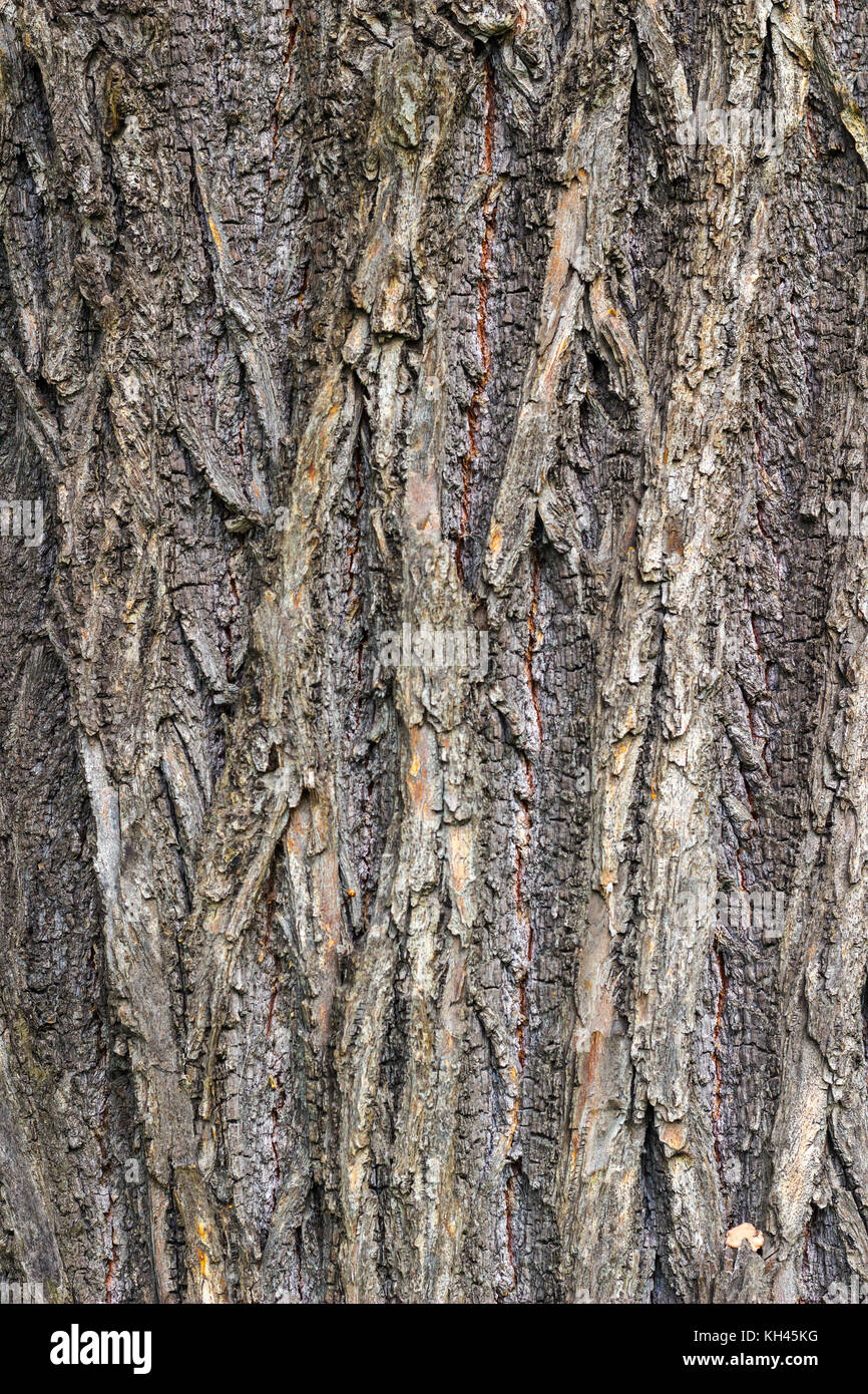 Oak tree bark texture Stock Photo - Alamy