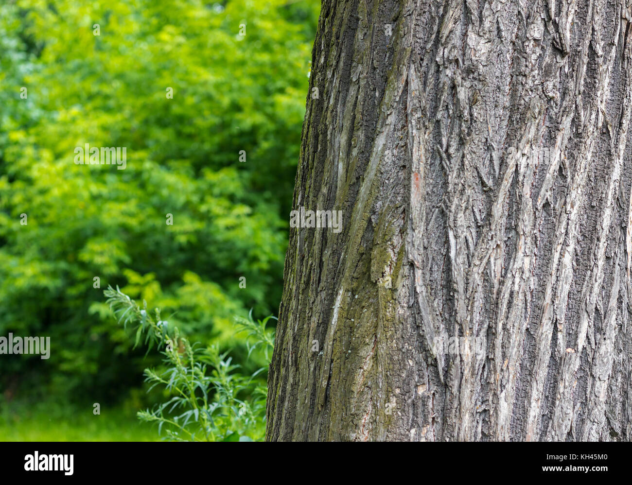 Fragment of an oak tree in the park with blurred green shrubs in the ...