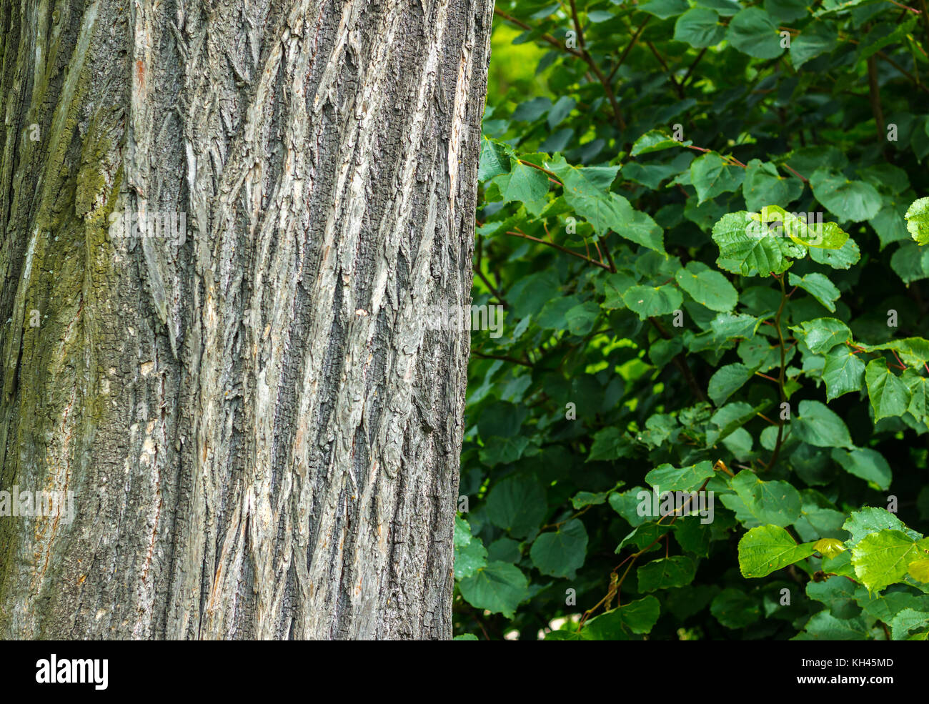 Fragment of an oak tree in the park with green shrubs in the background ...