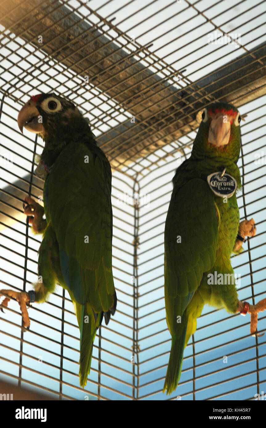 El Yunque National Rainforest, Puerto Rico – Two Puerto Rican Amazon ...