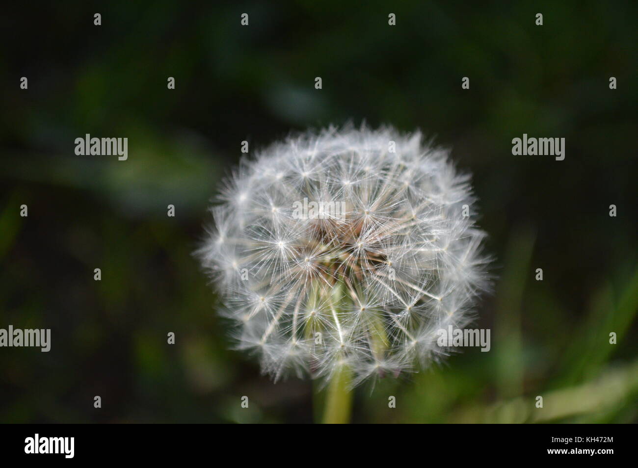 Tuft's of hope Stock Photo - Alamy