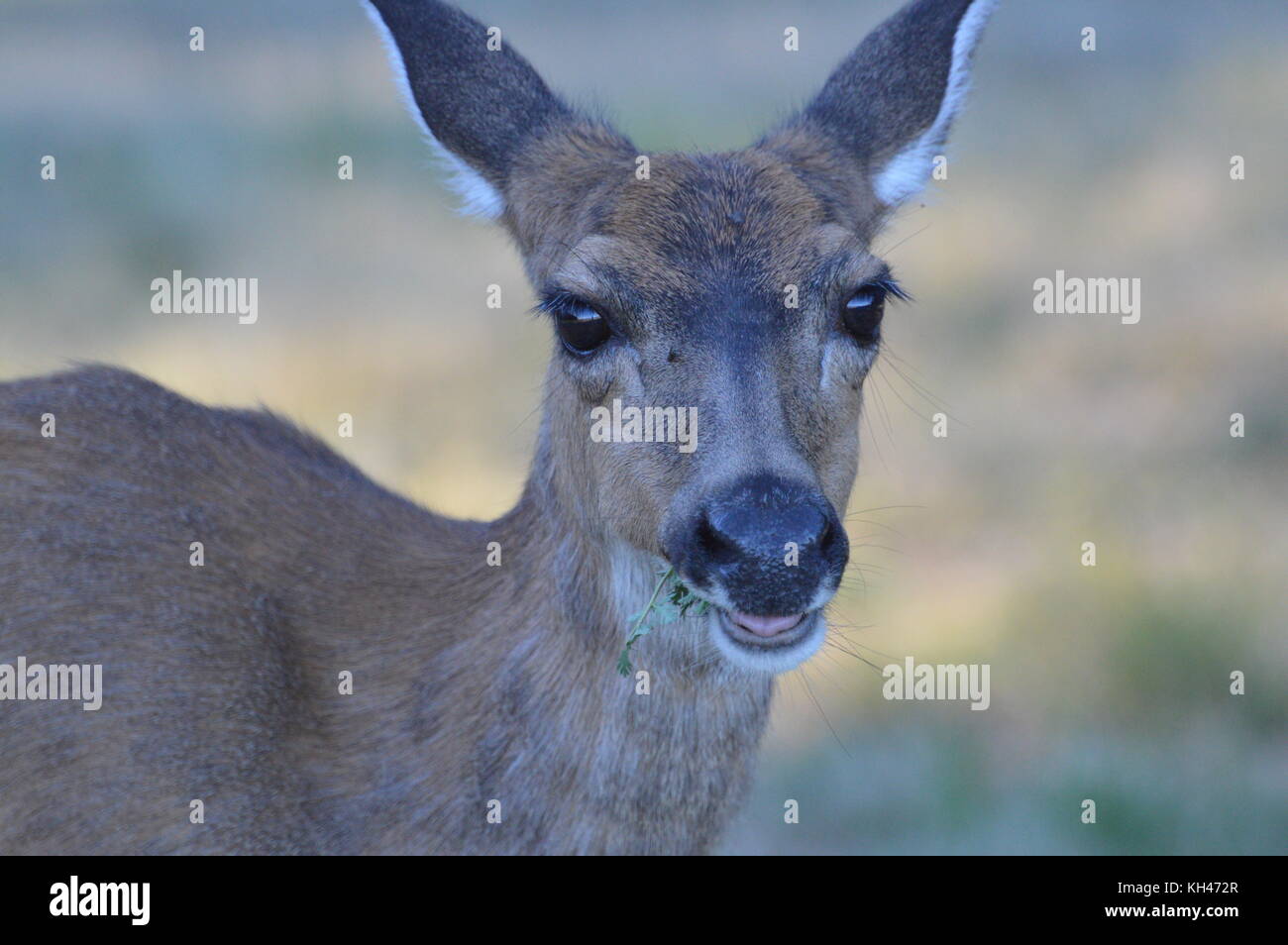 Dandelion tufts hi-res stock photography and images - Alamy